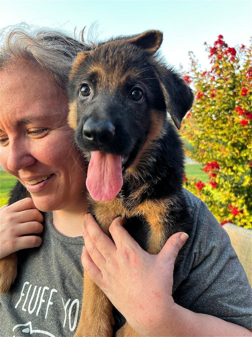 Fleischerheim German Shepherd Purebred Imported Puppies