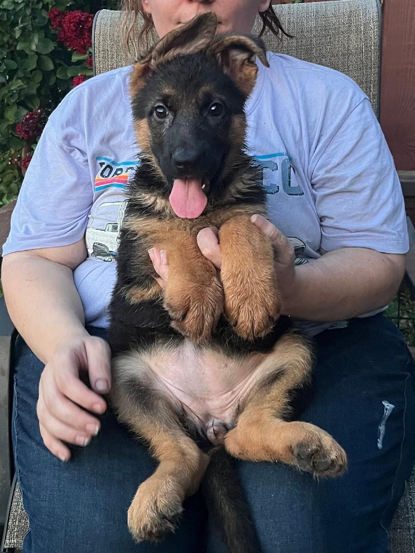 Fleischerheim German Shepherd Purebred Imported Puppies