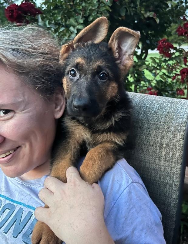 Fleischerheim German Shepherd Purebred Imported Puppies